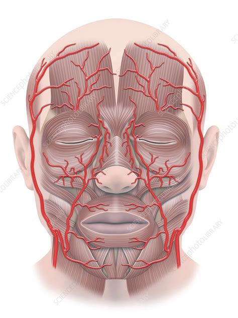 Face Muscles And Arteries Illustration Stock Image C0475440