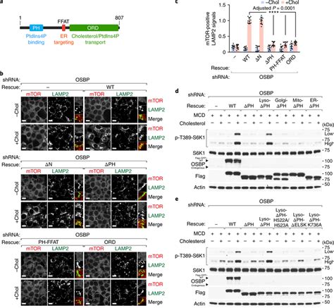 Both The Lipid Transporting And Lysosome Targeting Functions Of Osbp