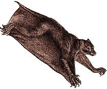 Plesiadapis Wikipedia