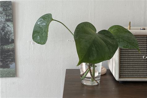 공기 정화에 좋은 실내 식물 추천 Best 7