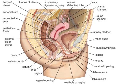 Womenhealth Secondary Sexual Characteristics Are Features That Appear