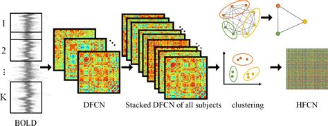 functional connectivity