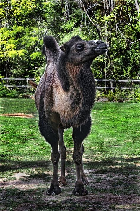 Bactrian Camel On The Lawn 6 Stock Image Image Of Nature Sturdy