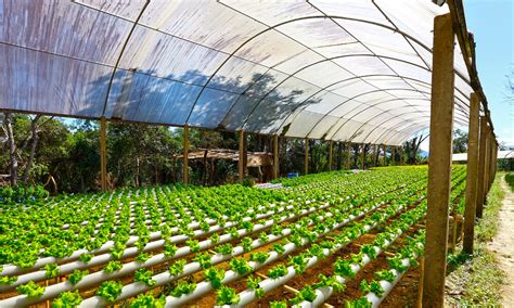 The Ultimate Guide To Providing Shade And Protection For Your Plants