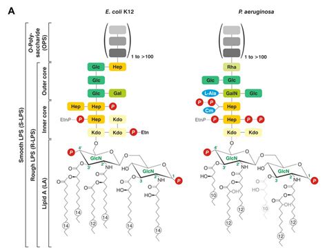 Bringing Clarity Endotoxin Definition And Standardisation