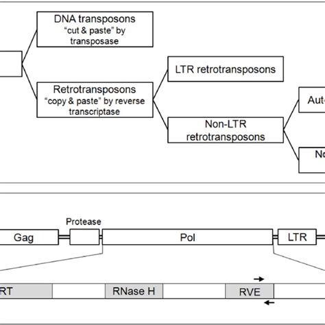 Primer Sets For The Screening And Isolation Of Transposable Elements