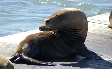 Definitive Guide To California Sea Lion Facts Habitat Conservation