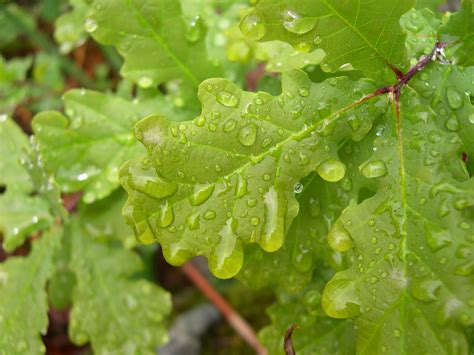 Á R B O L E S T R E E S Y P A L M E R A S P A L M S Quercus Robur