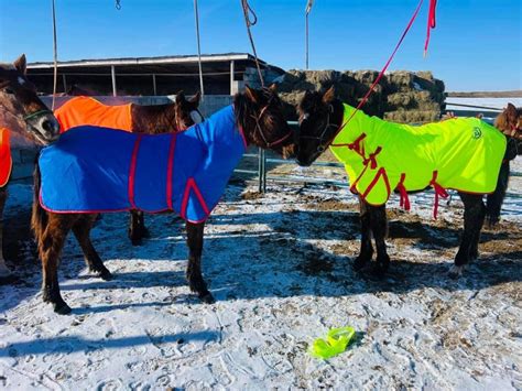 Молорын Хүлгийн төлөө л төрсөн мэт Хөрслөг сайхан адуучид Хүмүүний ухааныг зөвхөн Хурдны