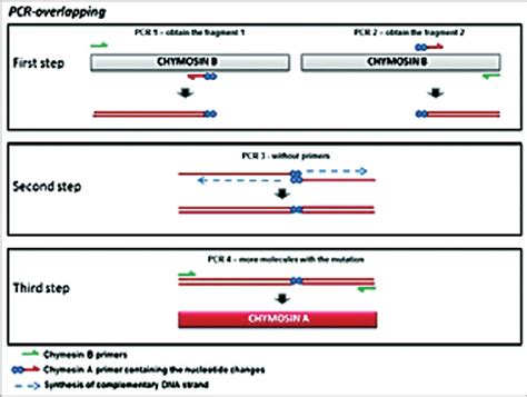 Overlap Pcr Primer Design For Pcr Overlap Extension Forward Primer Has Total