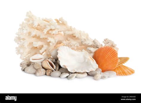 Beautiful Exotic Sea Coral Shells And Pebbles On White Background