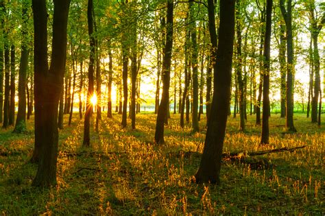 The Learning Tree Branching Into Possibility Oeb Insights