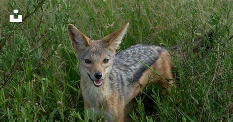 낮 동안 푸른 잔디밭에 갈색과 검은 색 짧은 코팅 개 사진 Unsplash의 무료 세렝게티 이미지