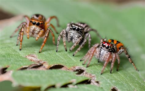 Jumping Spider Identification Chart With Pictures