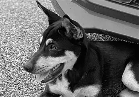 Cockroach Eggs In Mcdonalds Samurai Burger Citizens Journal