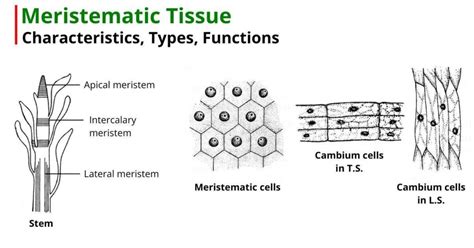 Meristematic Tissue Characteristics Types Functions