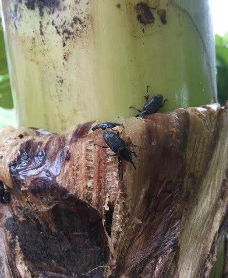 Banana Stem Borer Odoiporus Longicollis Biochemtech