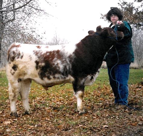 A Shorthorn Heritage Part 8 Hodgepodge — Heritage Shorthorn Society