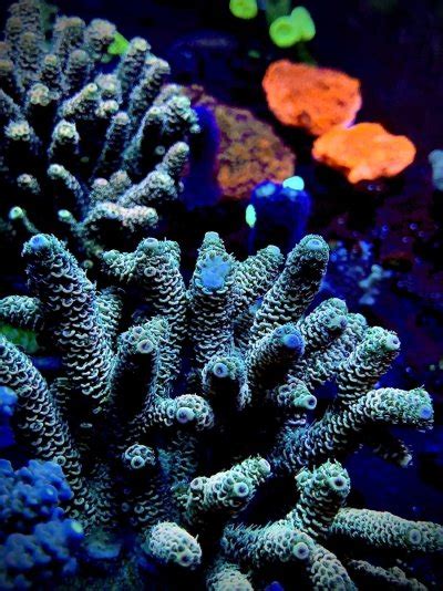 Michigan Xl Rainbow And Multicolor Acro Colonies Milli And Tenuis Last