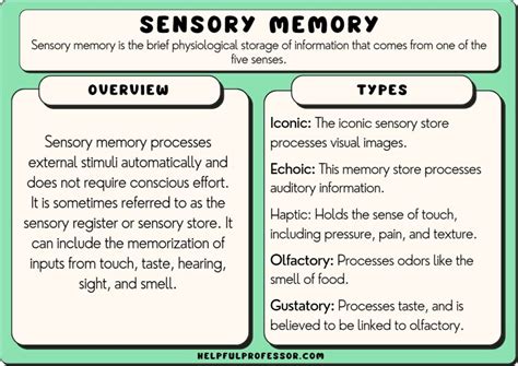 Echoic Memory Real Life Examples Explained