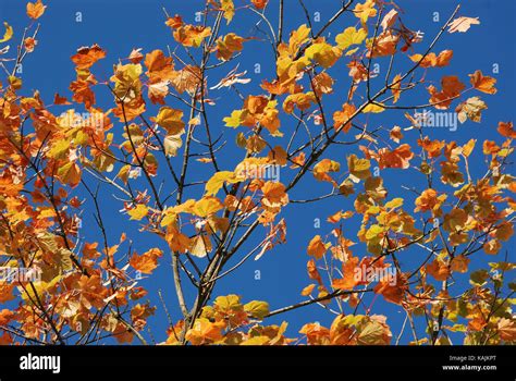 Tree In Autumn Colours Stock Photo Alamy