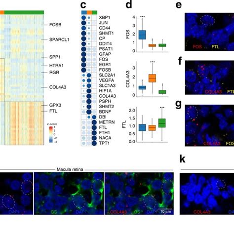 Single Cell Transcriptomic Analysis Reveals Human Retina Diversity A Download Scientific