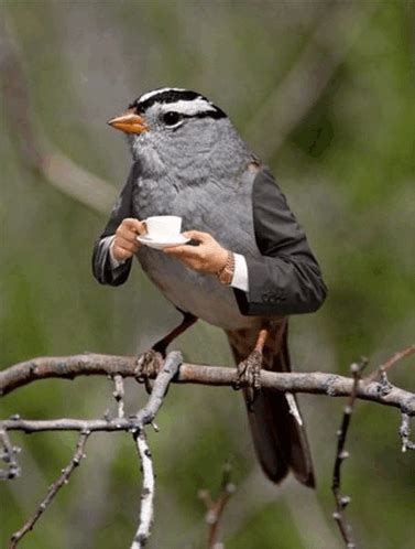 Funny Bird S Tenor