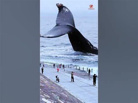 Amazing to see whales slapping their tails - YouTube