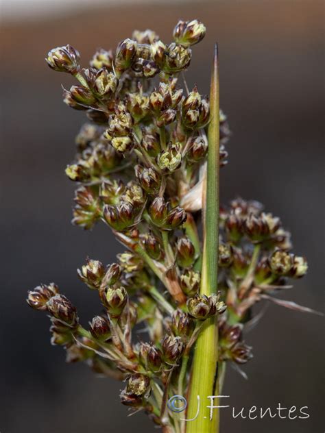 Juncus Acutus Subsp Acutus