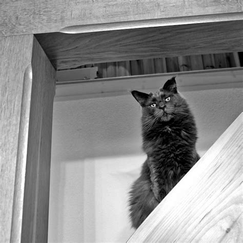 Low Angle Portrait Of Cat At Home Premium Photo