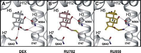 A Structural Explanation Of The Effects Of Dissociated Glucocorticoids