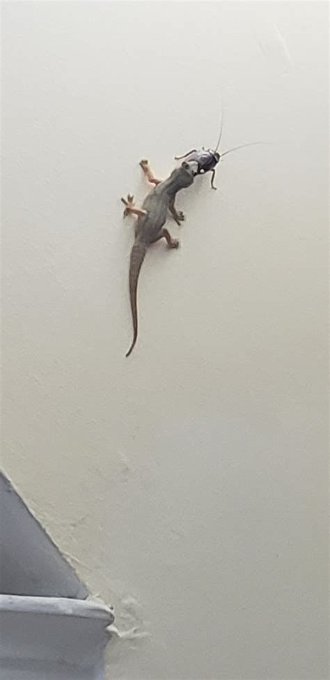 Lizard Eating Live Cockroach Rmildlyinteresting