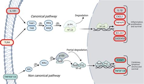Illustration of the overrepresented genes in the KEGG pathway NF κB Download Scientific Diagram
