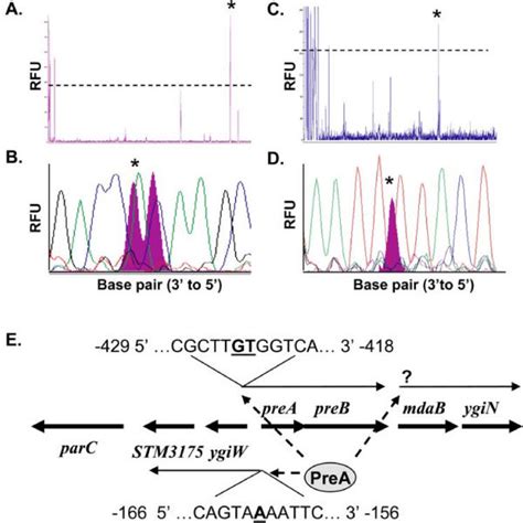 Fluorescent Primer Extension Analysis Of Transcriptional Start Sites Download Scientific