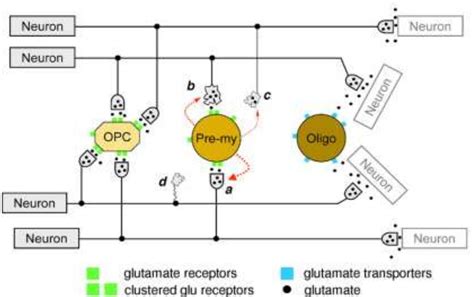 Three Developmental Stages Of Oligodendroglial Cells