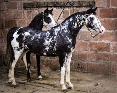 Argentine Criollo Horse Colors