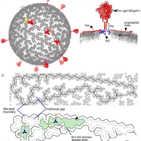 Cryoet And Subtomogram Averaging Of Gag T8i Assemblies And Vlps A Download Scientific Diagram