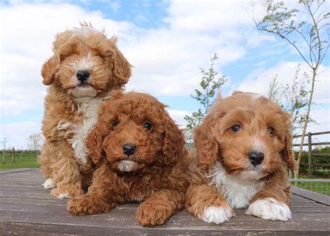 Cockapoo Puppies For Sale Austin Tx 191159 Petzlover