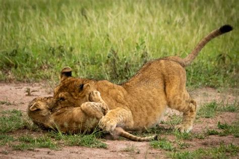Lion Cub Lies Biting Neck Of Another Stock Photo Image Of Wildlife Savanna