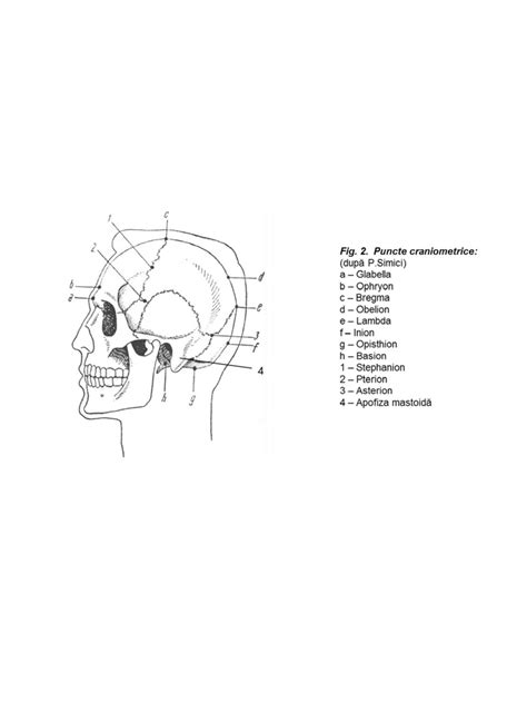 Puncte Craniometrice Pdf