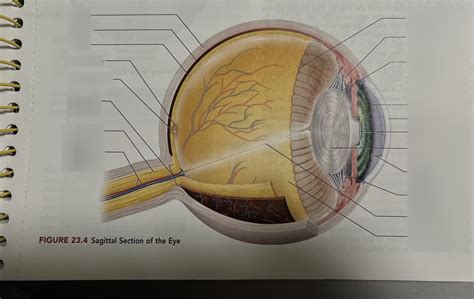 Eye Diagram Diagram Quizlet