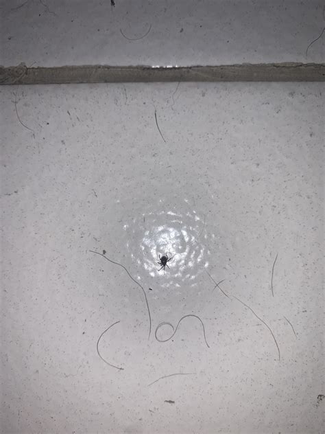 Whats This U Loser Nerds Pube For Scale R Bugidentification