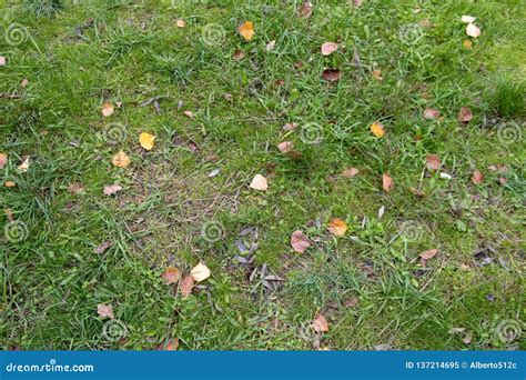 Green Grass With Leaves Stock Image Image Of Lawn Plant 137214695