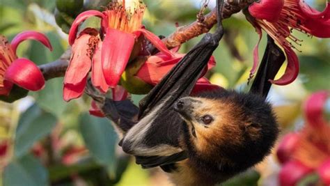 Conoce Los Beneficios Que Brindan Los Murciélagos Al Equilibrio Ecológico