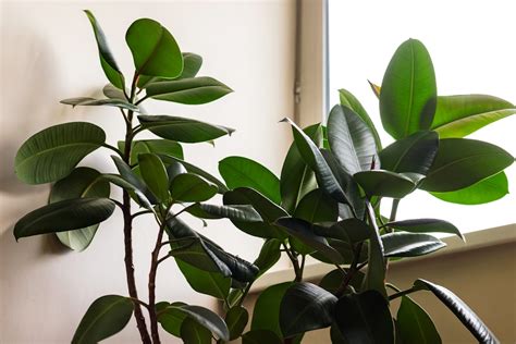 Root Houseplants Houseplants And Biophilic Design Buy Online
