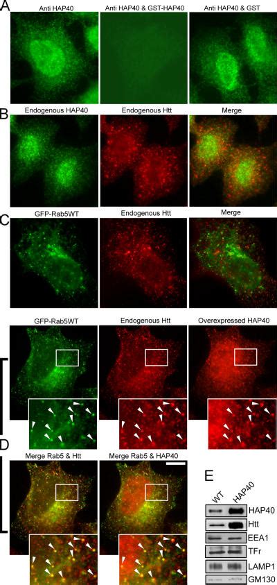 Overexpressed HAP40 Recruits Htt Onto Early Endosomes Download Scientific Diagram