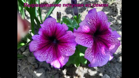 Выращивание петунии из семян. - YouTube