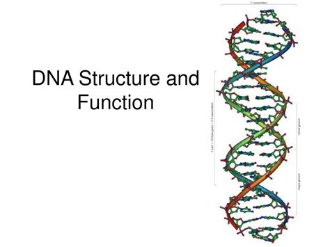 PPT DNA Structure And Function PowerPoint Presentation Free Download ID