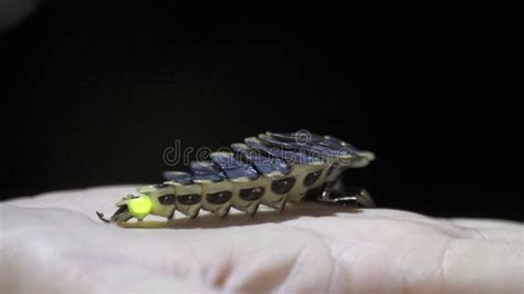 Fireflies Nymph Emitting Light And Crawling On Human Hand Close Up Lightning Bugs On Finger