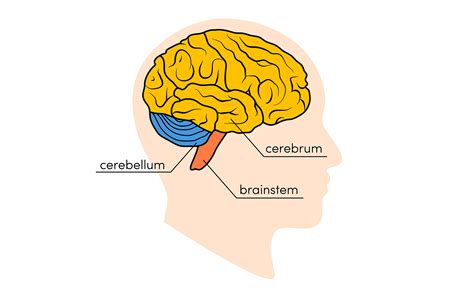 Flush It Natural Brain Renewal Gods World News